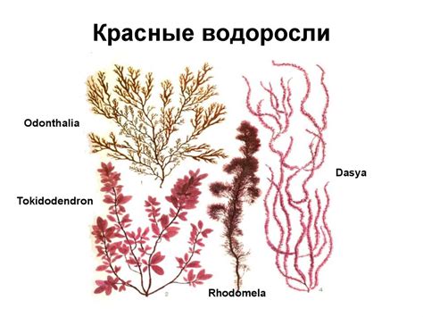 Низшие растения. Водоросли - презентация онлайн