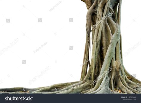Roots Tree Trunk Isolated On White Stock Photo 1125929408 Shutterstock