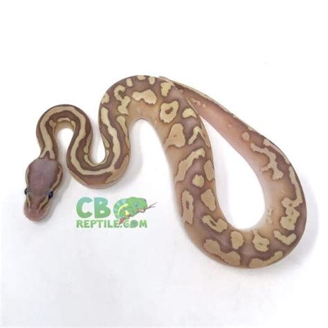 Ball Python Breeders