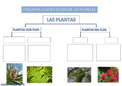 Plantas Con Flor Y Plantas Sin Flor Worksheet Artofit