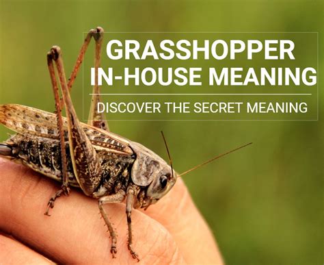 A Grasshopper In The House Meaning Uncover Its Symbolism