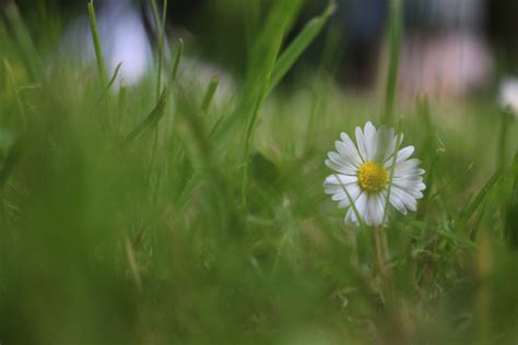 картинки природа Зеленый трава Флора маргаритка луг Макросъемка Крупным планом Трава