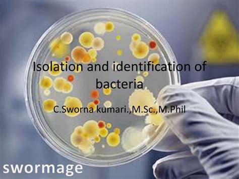 Isolation And Identification Of Microorganism Pptx