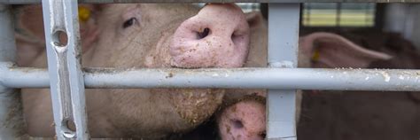 Piglet Castration Four Paws In Australia Animal Welfare Charity