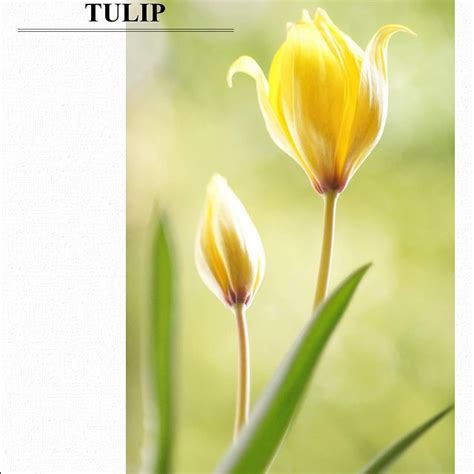 Mitsuko Taguchi Mitsukotaguchi • Instagram写真と動画 写真