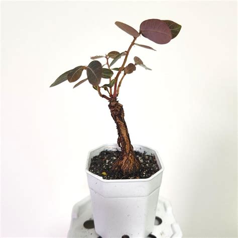 Phyllanthus Mirabilis Furniture Home Living Gardening Plants