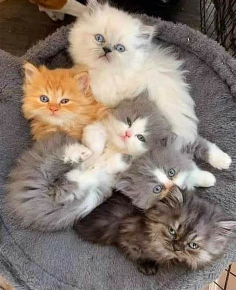 100 Kittens Ideas Kittens Kittens Cutest Pretty Cats