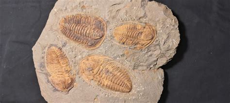 Hamatolenus Vincenti Trilobite Cluster Fossil Cave