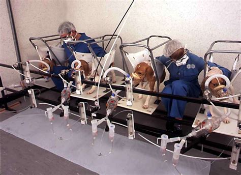 Animal Testing Quotes Cons Quotesgram