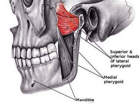 Tmj Dysfunction On The Lateral Pterygoid Muscle Chiropractic
