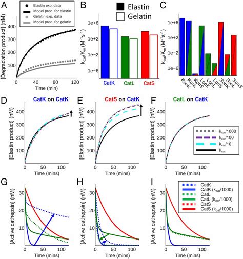 Reassessing Enzyme Kinetics Considering Protease As Substrate