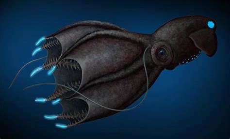 Bioluminescent Vampire Squid