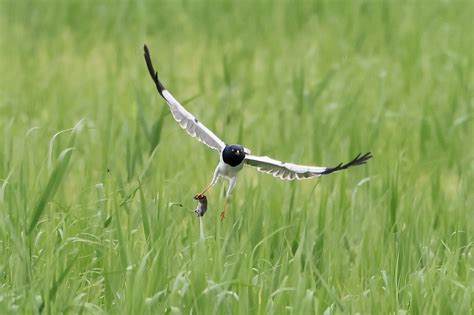 ネズミを捕ったマダラチュウヒ T Hの野鳥写真 Ⅳ