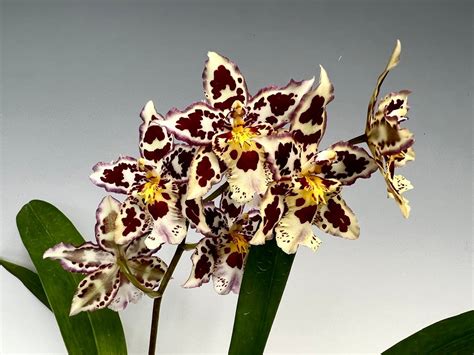 Oncidium And Intergeneric Orchid Care Orchidweb