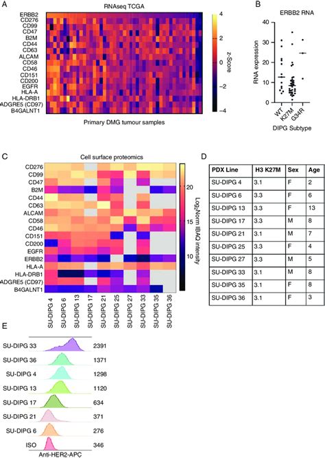 Her2 Protein Is Highly Expressed By Dmg Primary Tumors And Dipg