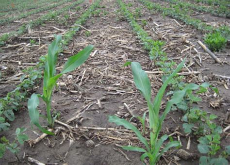 Volunteer Corn In Soybean Impact And Management Cropwatch Nebraska