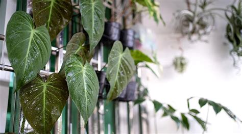 17 Vining Plants You Can Grow Indoors