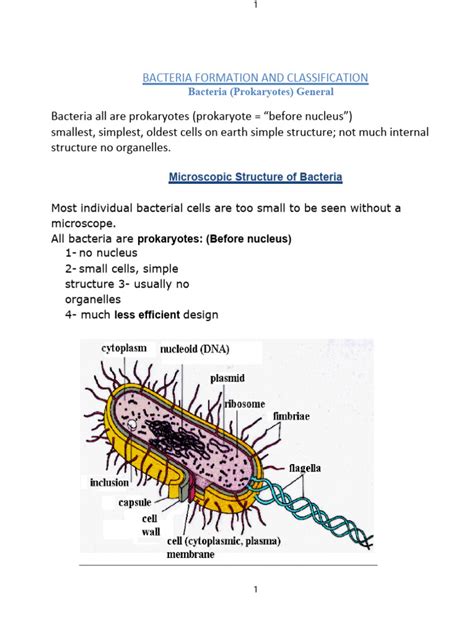 Bacteria Formation Classification Pdf Bacteria Cell Biology
