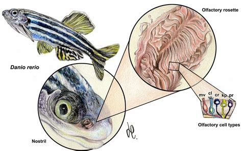 Macroscopic Anatomy Of The Zebrafish Olfactory Organ The Olfactory
