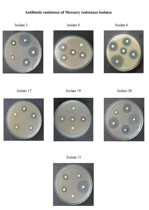 Antibiotic Resistance Of Mercury Resistant Bacteria Download Scientific Diagram