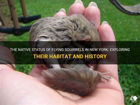 The Native Status Of Flying Squirrels In New York Exploring Their