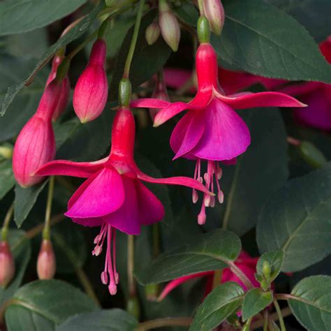 Fuchsia Plant Display Marshalls Garden