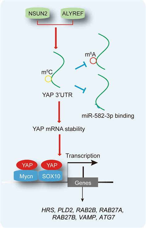 Schematic representation of the study Briefly in LUAD YAP m⁵C