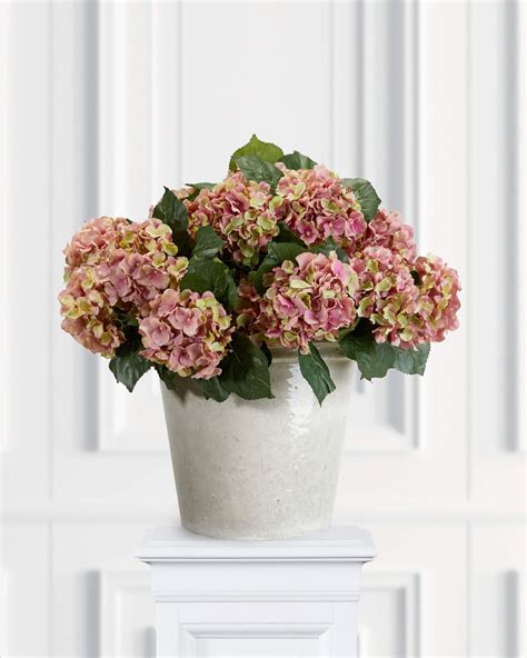 Hydrangea Potted Plant Pinkgreen Newport