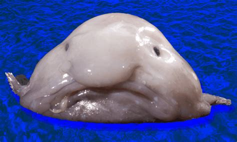 Meme Blobfish Blobfish Meaning And Origin