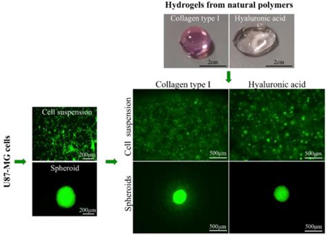 Applied Sciences Special Issue Multiphase Modeling Of Porous Media Advances Toward
