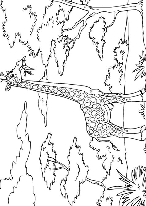 30 Disegni Di Giraffe Da Colorare Pianetabambiniit