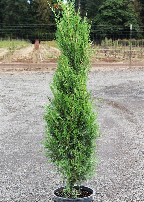Emerald Feather™ Juniper For Sale Online The Tree Center