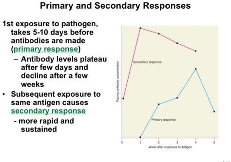 Solved Primary And Secondary Responses 1st Exposure To