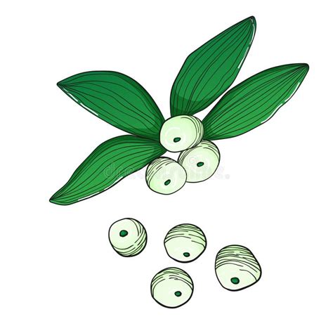 Hand Draw Mistletoe Branch For Christmas Stock Illustration