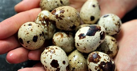 Huevos De Codorniz Propiedades Que Los Hace Indispensables En Tu Desayuno Y Jugos Salud