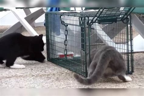 抓捕流浪猫，用食物引诱是最有效的办法