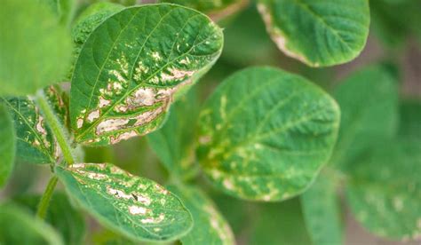 Biofertilizante Para Eliminar Hongos En Cultivos Agrosense