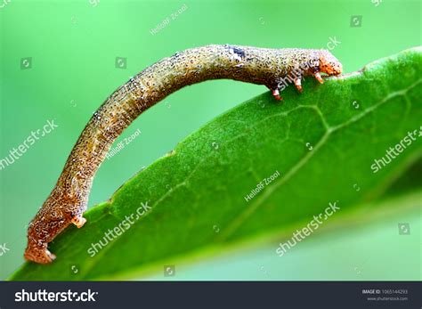 Moth Larvae Florida At Alexander Tisdale Blog
