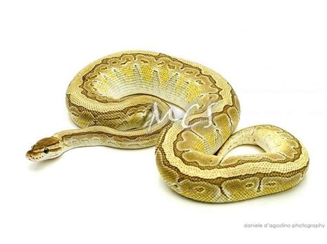 Fire Kingpin Ball Python Morph List