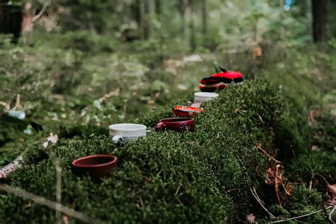 Miško Maudynių Menas Ir Mokslas Video Miško Maudynės