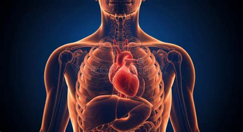 Anatomy Illustration Human Heart Rib Cage And Internal Organs