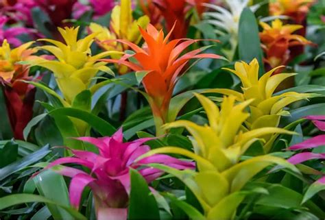 Bromeliad Plant Care Exotic Color Made Easy For Indoor Spaces How