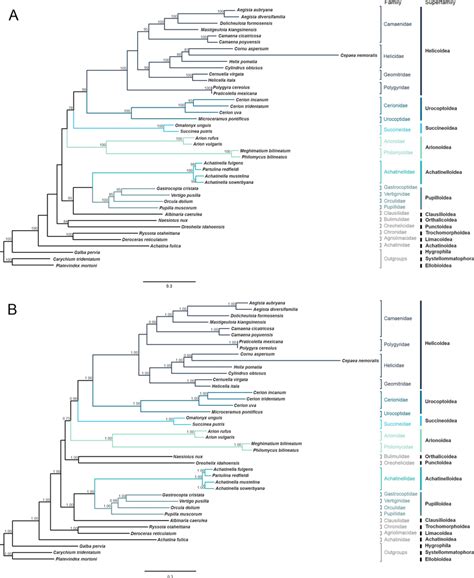 Phylogenetic Trees Under Site Homogeneous Models Based On The 13 Pcgs