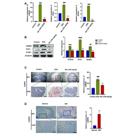 Inhibition Of Cebpb Pck1 And Cebpb Efna1 Pathways By Nintedanib In Download Scientific