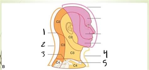 Neck Labeling Flashcards Quizlet