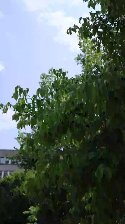 university of waterloo faculty of mathematics on linkedin happy fibonacci day join the