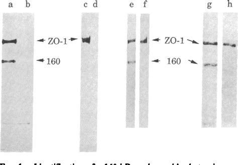 Basolateral Plasma Membrane Semantic Scholar