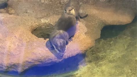水を飲んだりエサを食べるコツメカワウソ 福岡市動植物園 Asian short clawed otter drinking water and