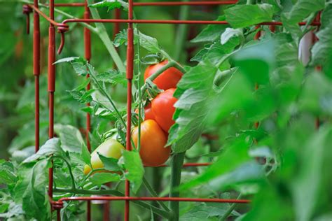 Caging Vs Staking Tomato Plants Which Is Better