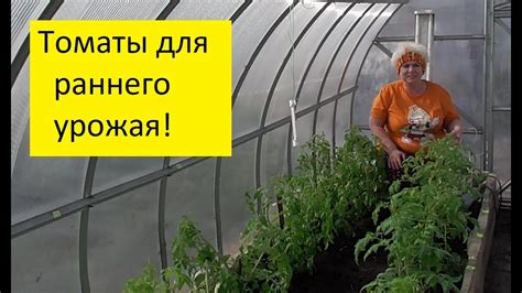 Продолжаю высаживать рассаду томатов в теплицу 23 марта Ольга Чернова Youtube